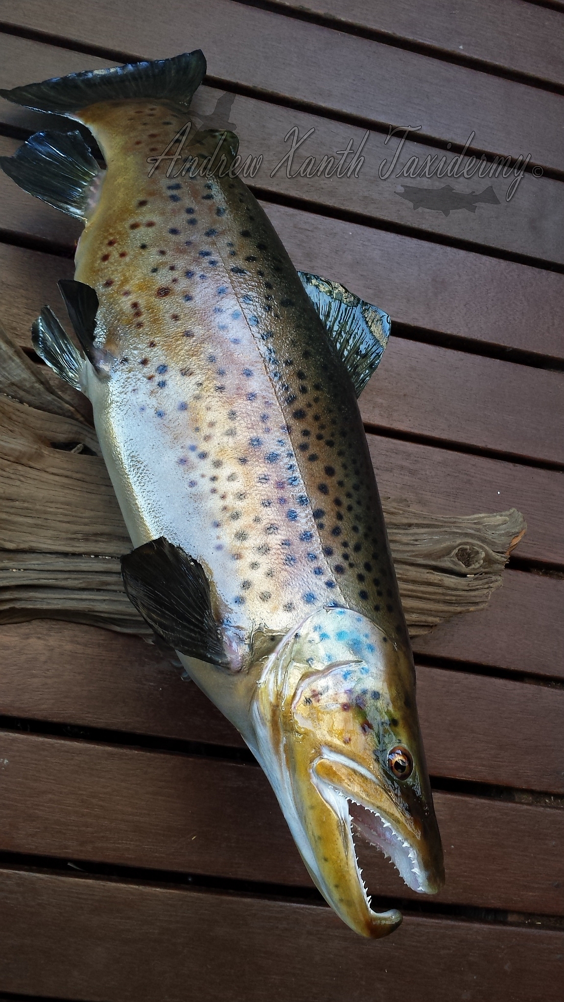 Brown Trout Mounts – Andrew Xanth Taxidermy